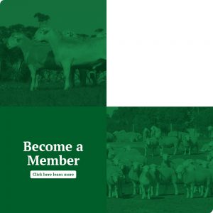 UltraWhite – Sheep Breeders Association of Australia Inc.