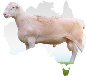 UltraWhite – Sheep Breeders Association of Australia Inc.