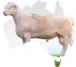 UltraWhite – Sheep Breeders Association of Australia Inc.